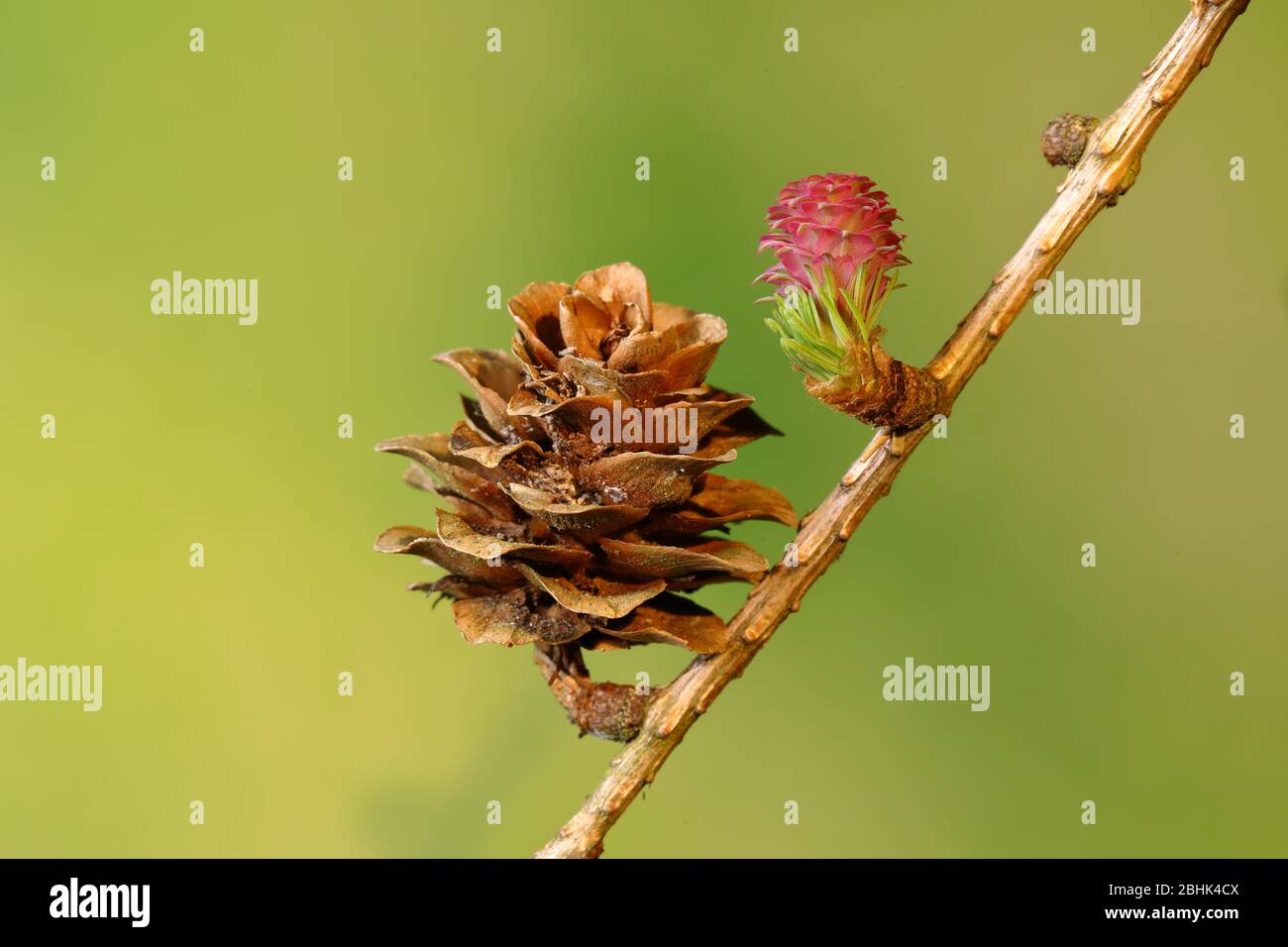 Female flower of larch (Larix decidua) with cones from the previous ...