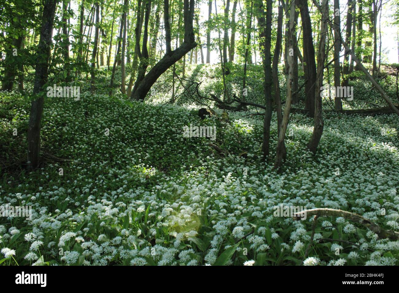 Wood garlic with white flower in austrian woods Stock Photo - Alamy