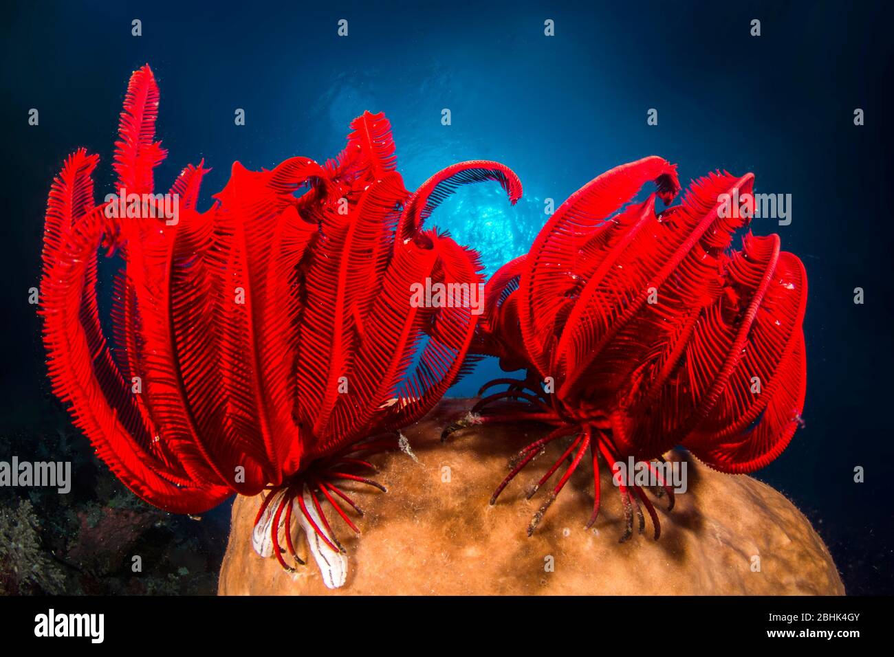 Two Red feather star (Himerometra robustipinna), Bangka Island, North ...