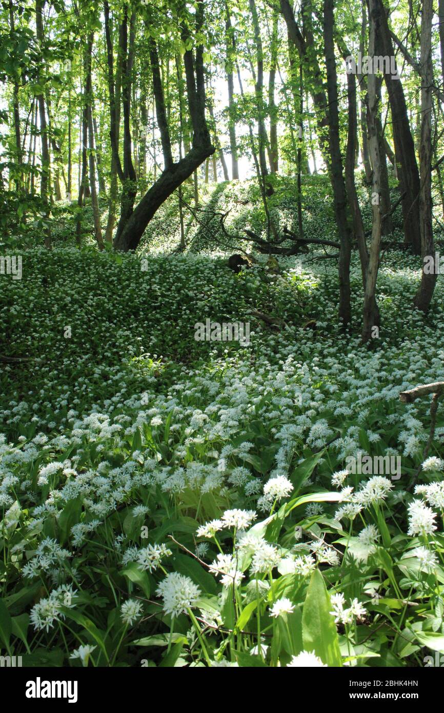 Wood garlic in an austrian wood Stock Photo - Alamy