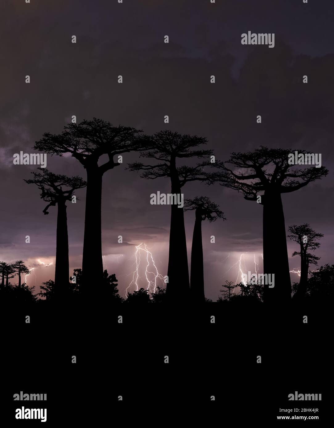 Typical trees of Madagascar known as Adansonia, baobab, bottle tree or ...