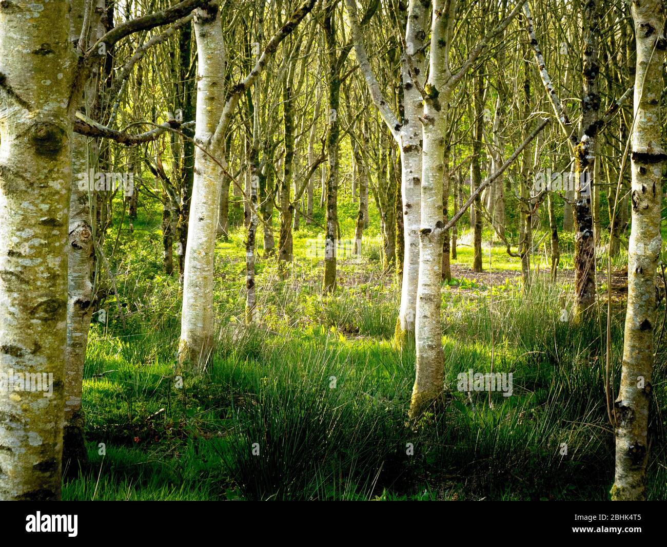 Silver birch trees in woodland, Cornwall, UK Stock Photo - Alamy