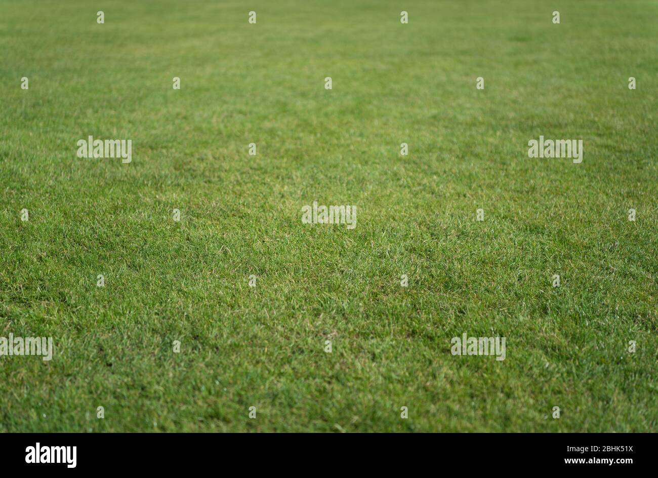 Green grass background. Grass lawn texture. Soccer or golf grass field ...
