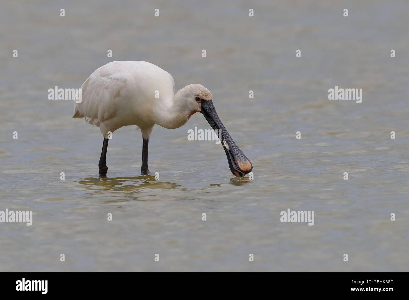 Spoonbill norfolk hi-res stock photography and images - Alamy