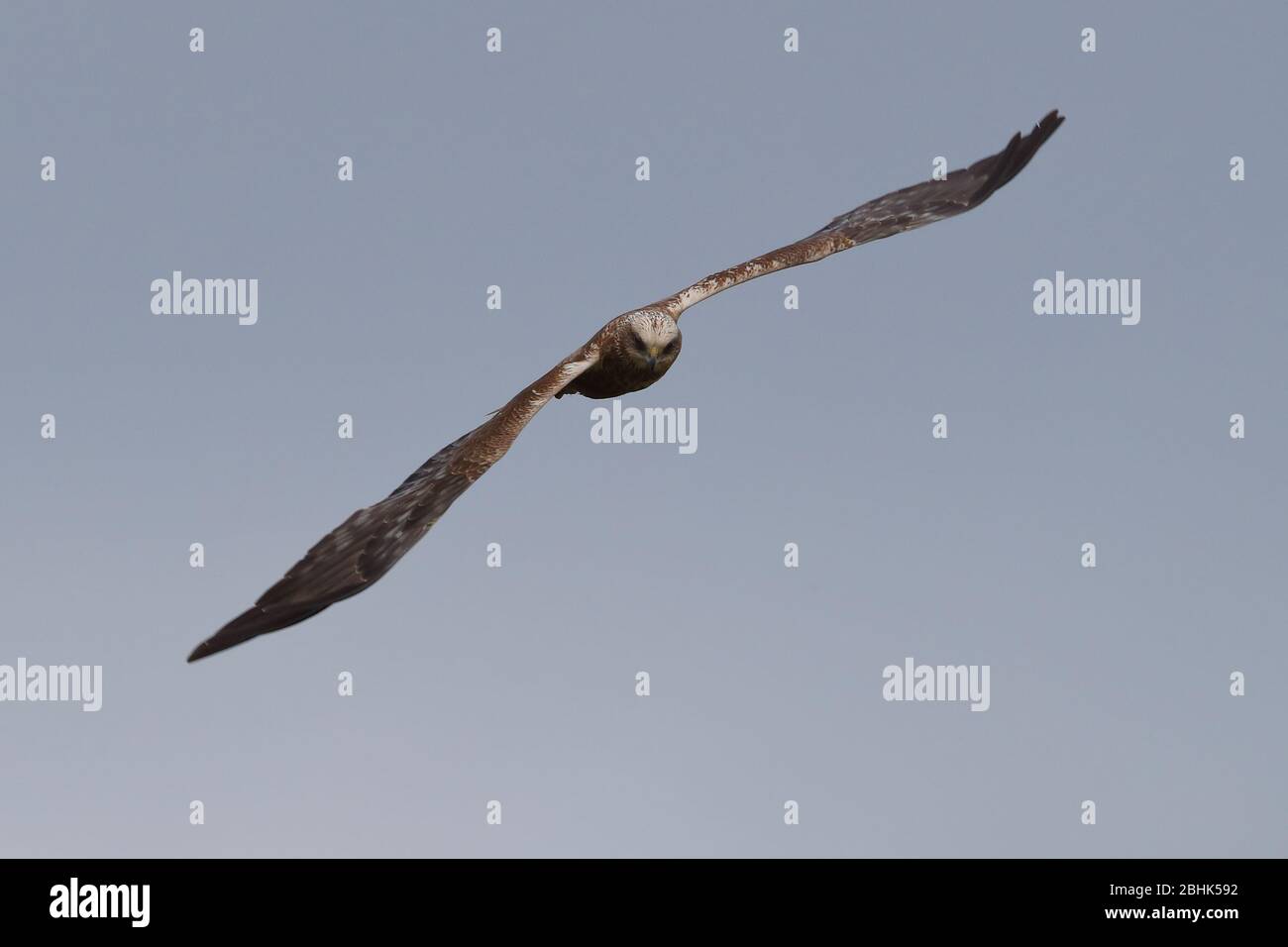 English harrier hi-res stock photography and images - Alamy