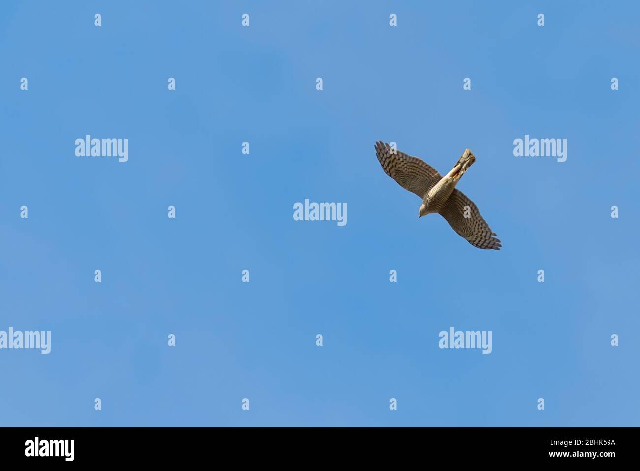 Sparrowhawk in Flight (Accipiter nisus) Eurasian Sparrowhawk Stock ...