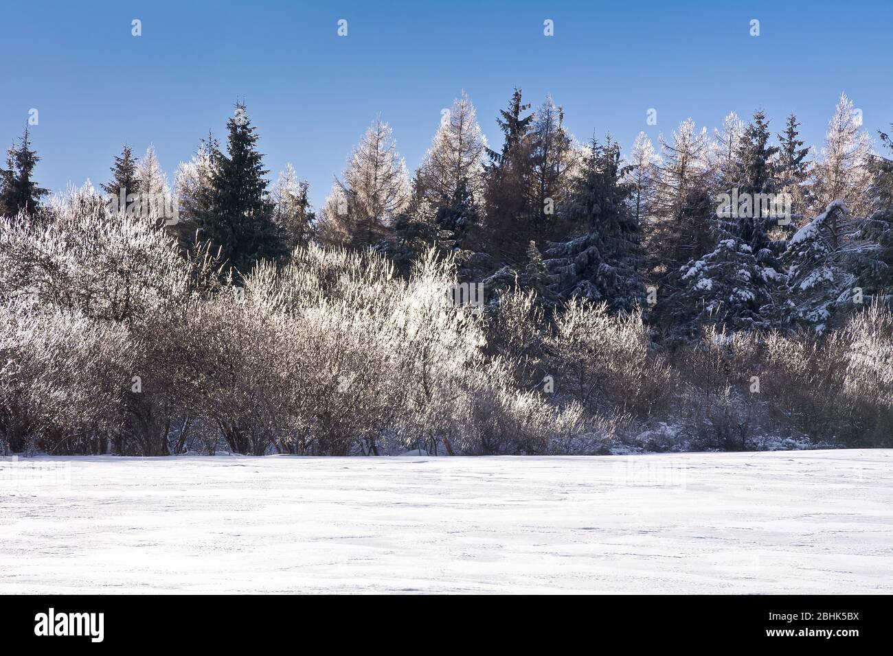 Icy trees hi-res stock photography and images - Alamy