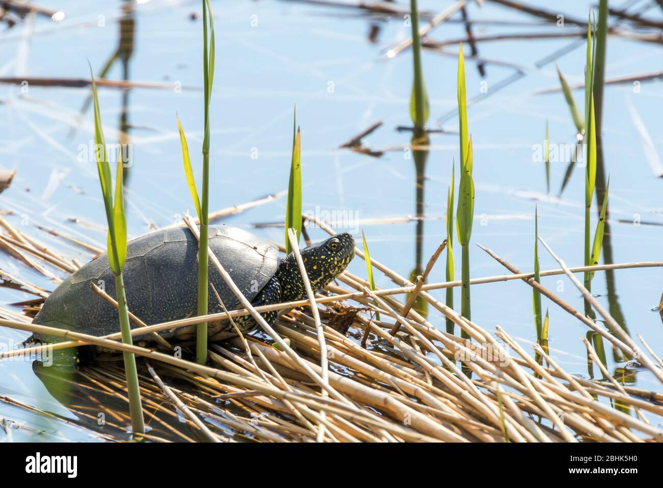 European pond turtle (Emys orbicularis Stock Photo - Alamy