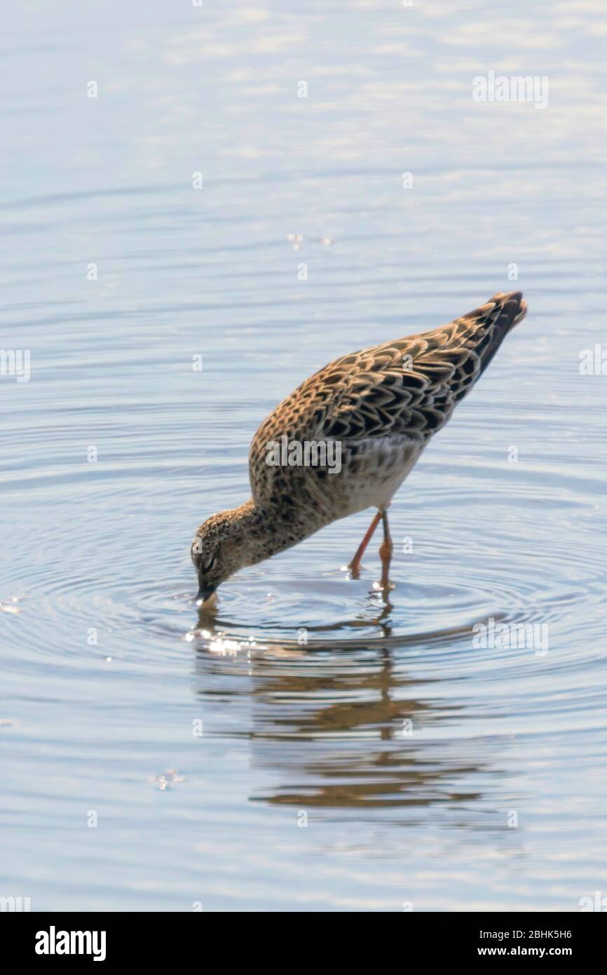Ruff Water Bird (Philomachus pugnax) Ruff in Water Stock Photo - Alamy