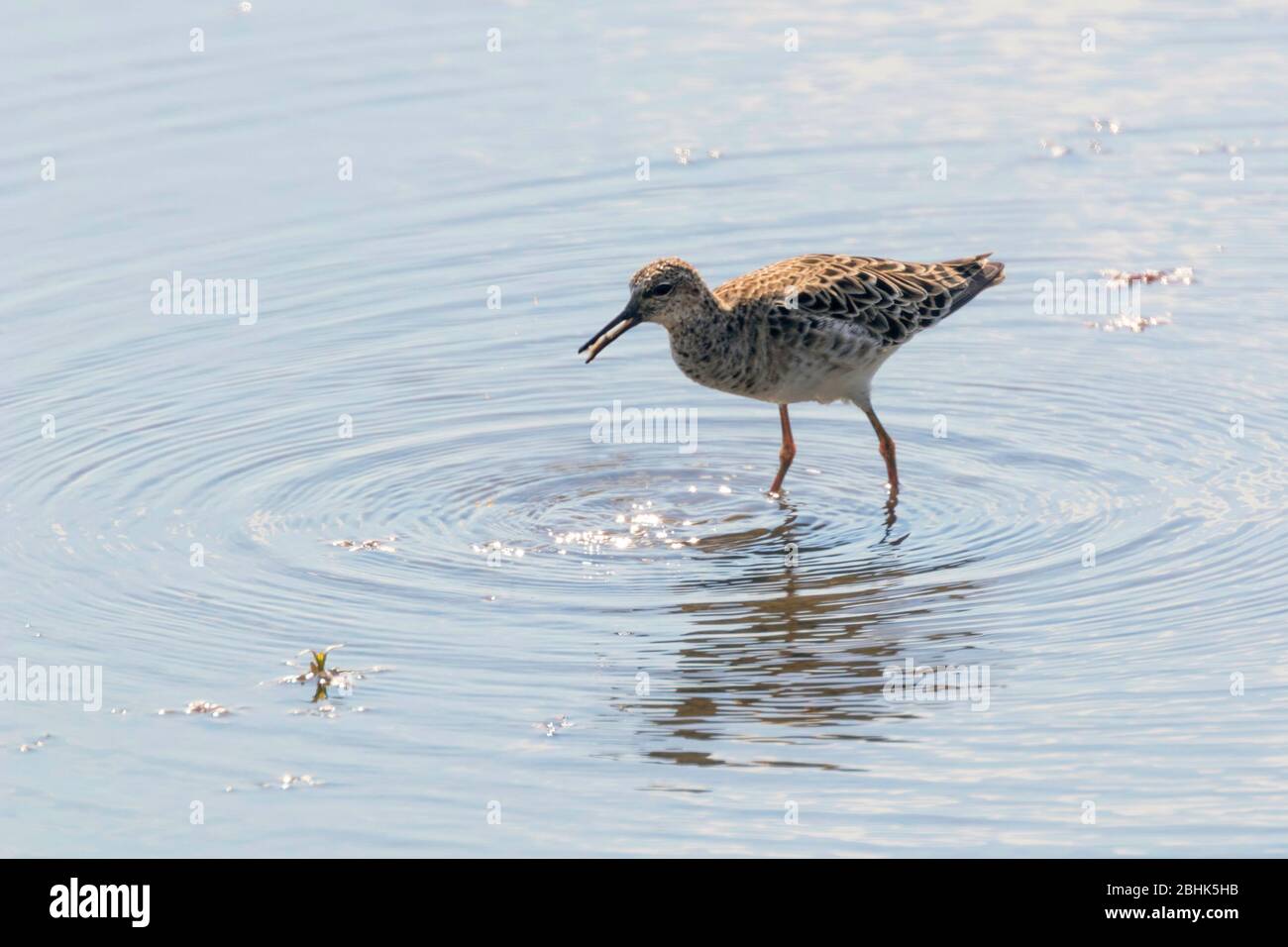 Ruff Water Bird (Philomachus pugnax) Ruff in Water Stock Photo - Alamy