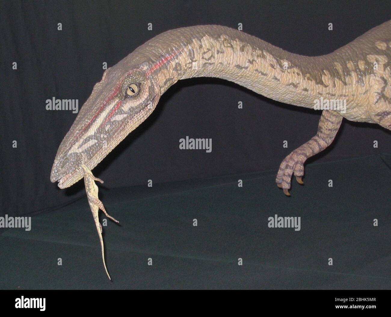 Animatronic velociraptor hi-res stock photography and images - Alamy