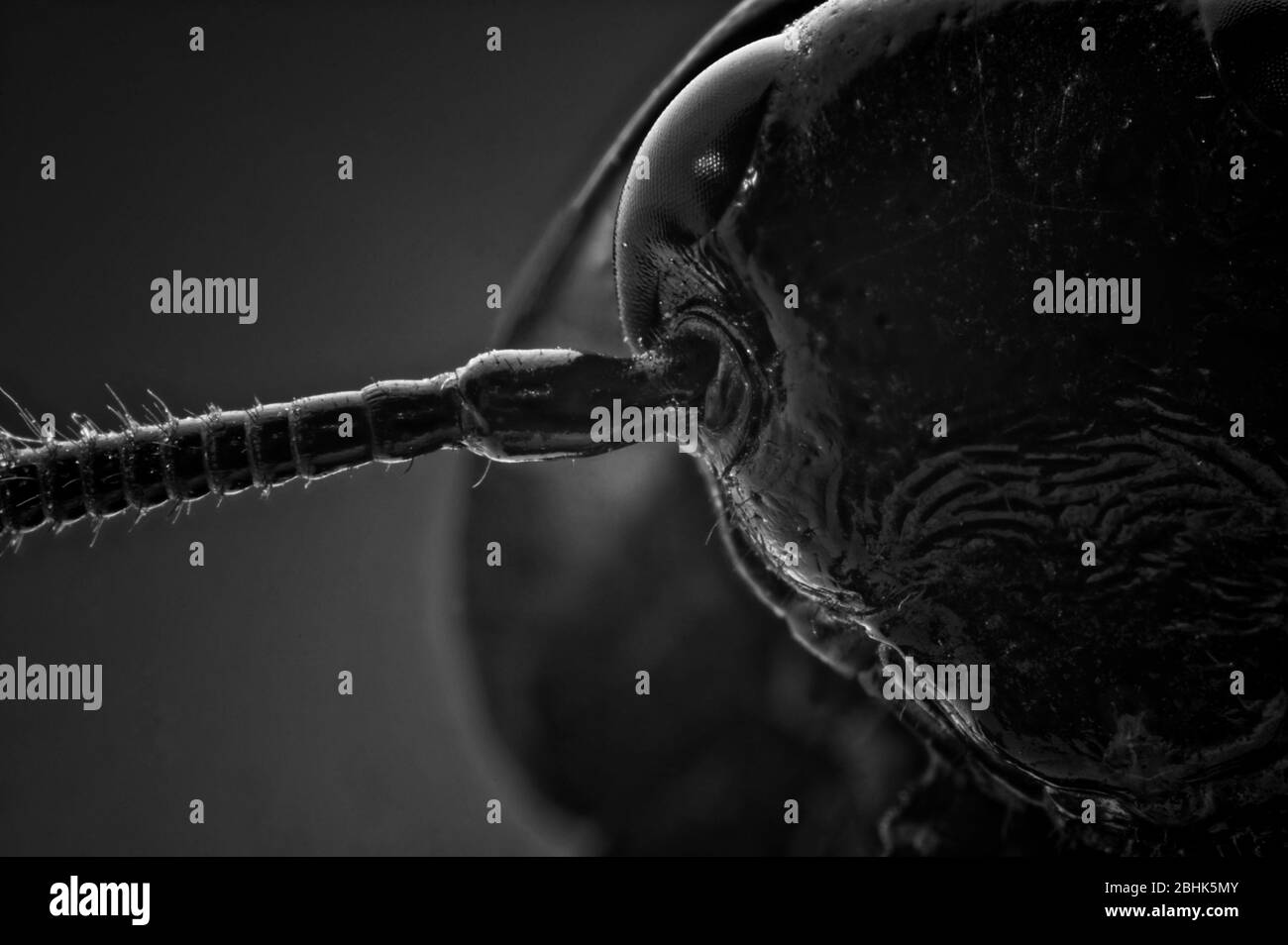 Cockroach images hi-res stock photography and images - Alamy