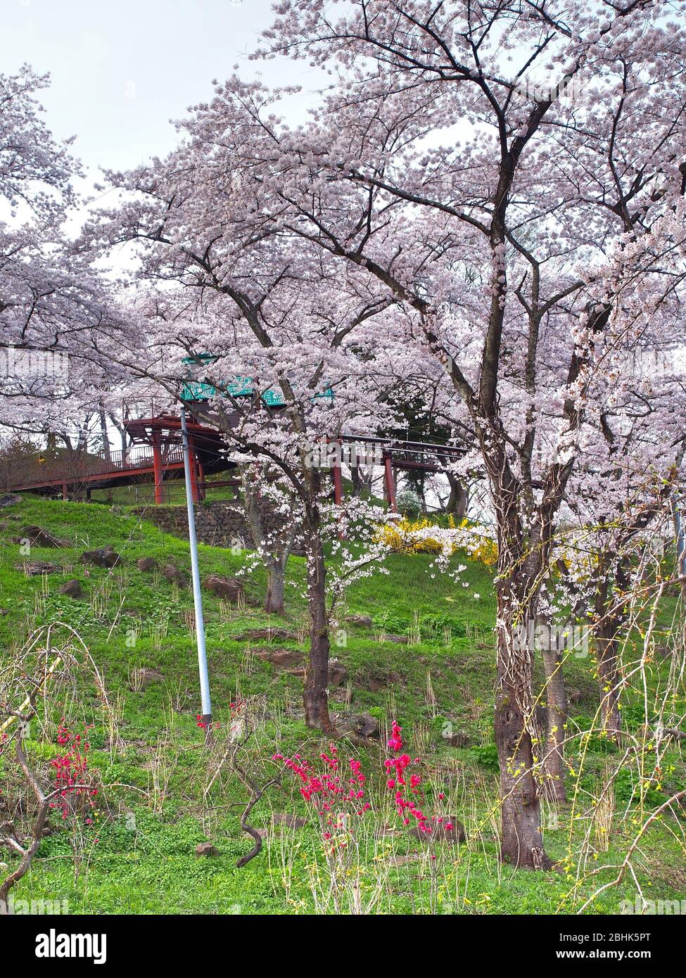 cherry blossom in funaoka joshi park in miyagi prefecture, japan Stock ...