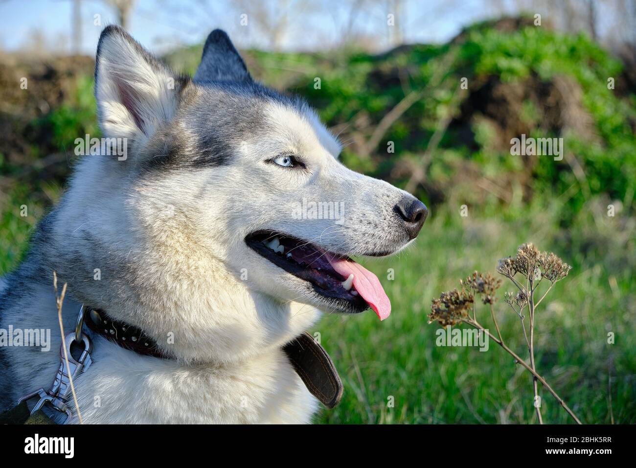 Muzzle gray colored dog Siberian husky breed with its tongue hanging ...