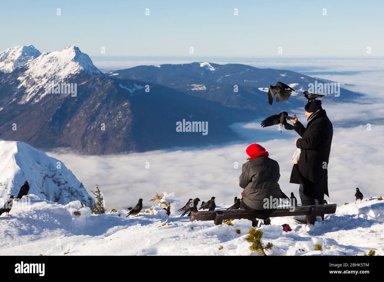 Fog crows hi-res stock photography and images - Alamy
