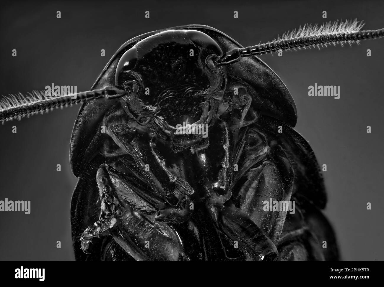 Cockroach images hi-res stock photography and images - Alamy