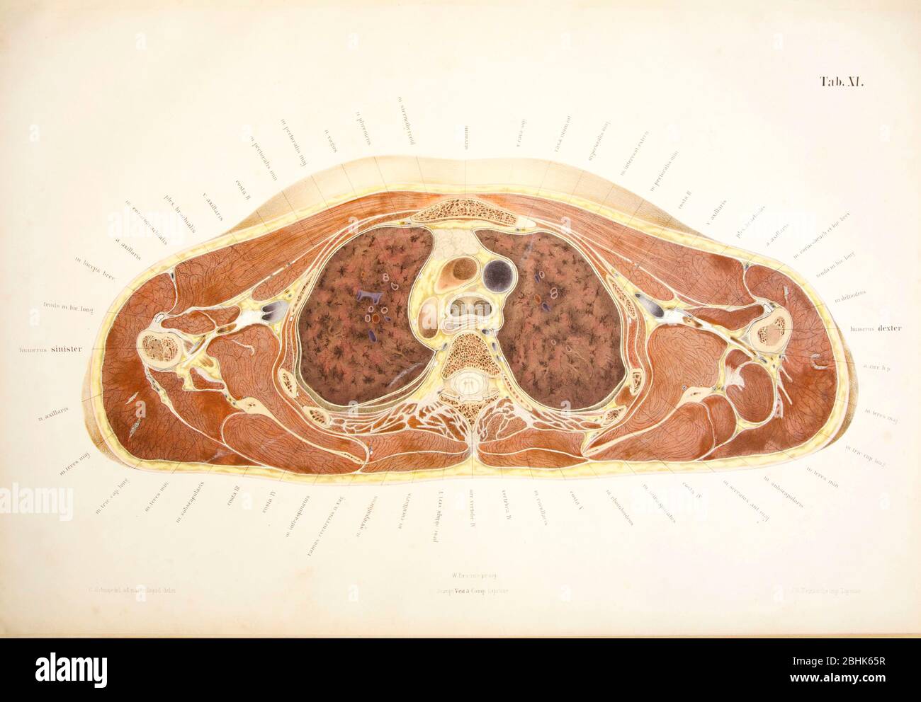 Anatomical atlas hi-res stock photography and images - Alamy