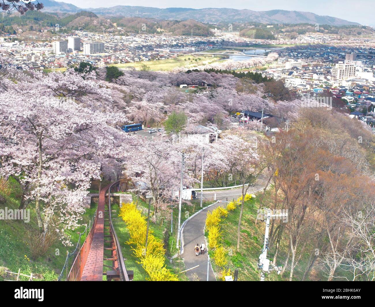 cherry blossom in funaoka joshi park in miyagi prefecture, japan Stock ...