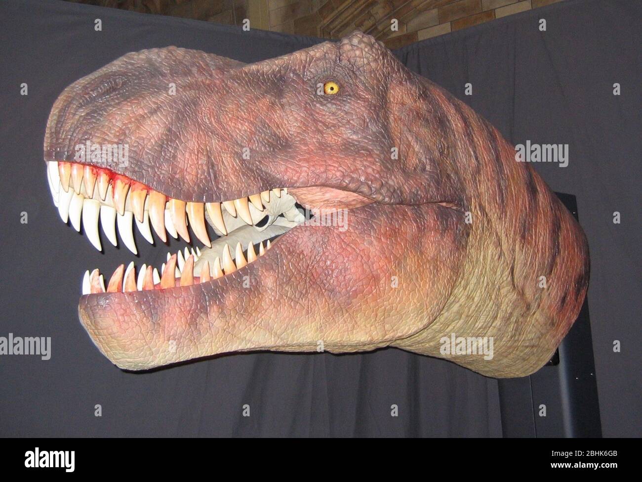 Dino Jaws exhibition at the Natural History Museum Animatronic head of ...