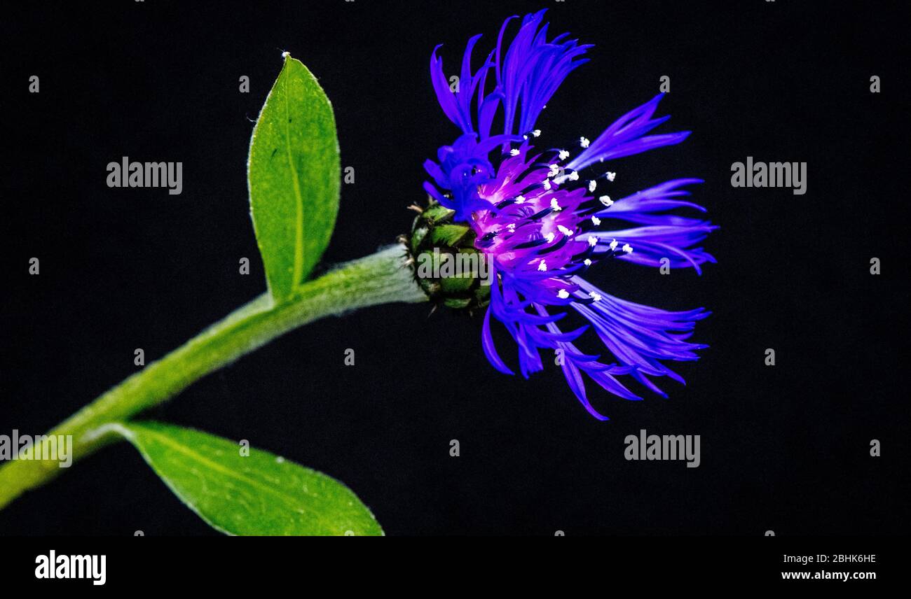 Inside a centaurea flower hi-res stock photography and images - Alamy