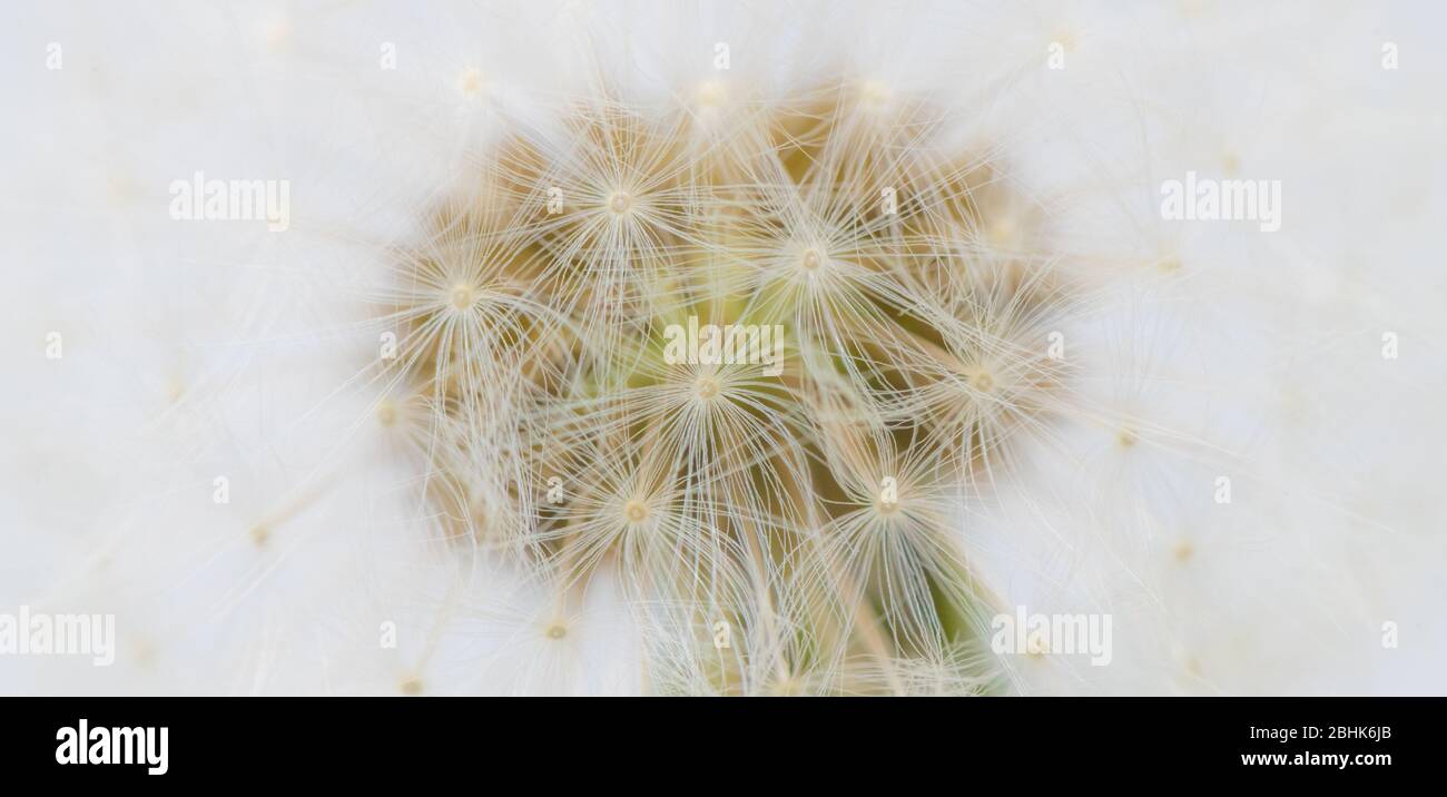 Seedhead seeds hi-res stock photography and images - Alamy