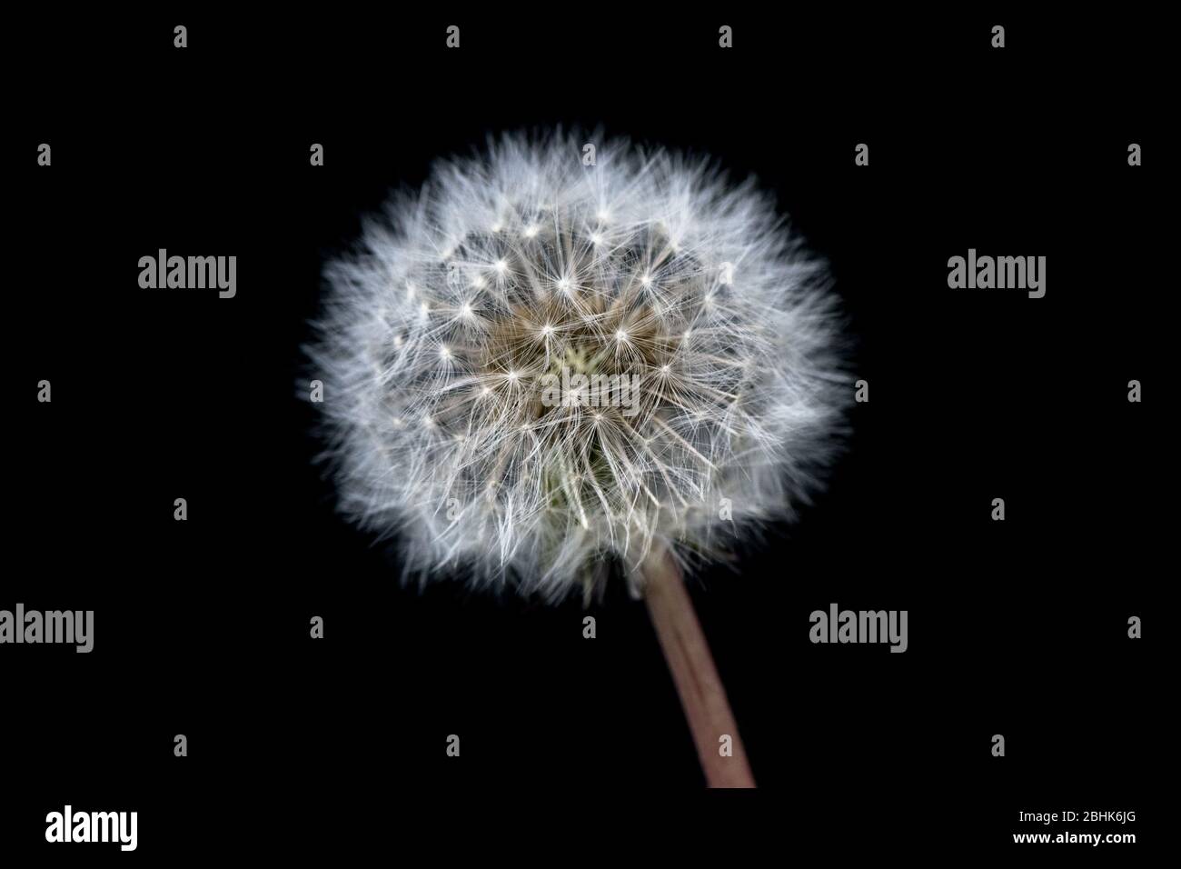 Dandelion complete seedhead Stock Photo - Alamy