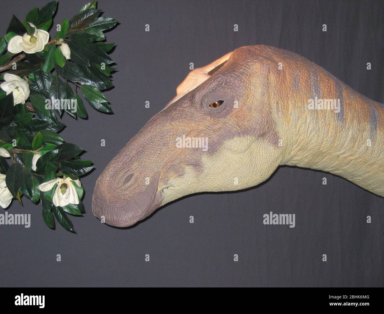 Dino Jaws exhibition at the Natural History Museum Animatronic head of ...