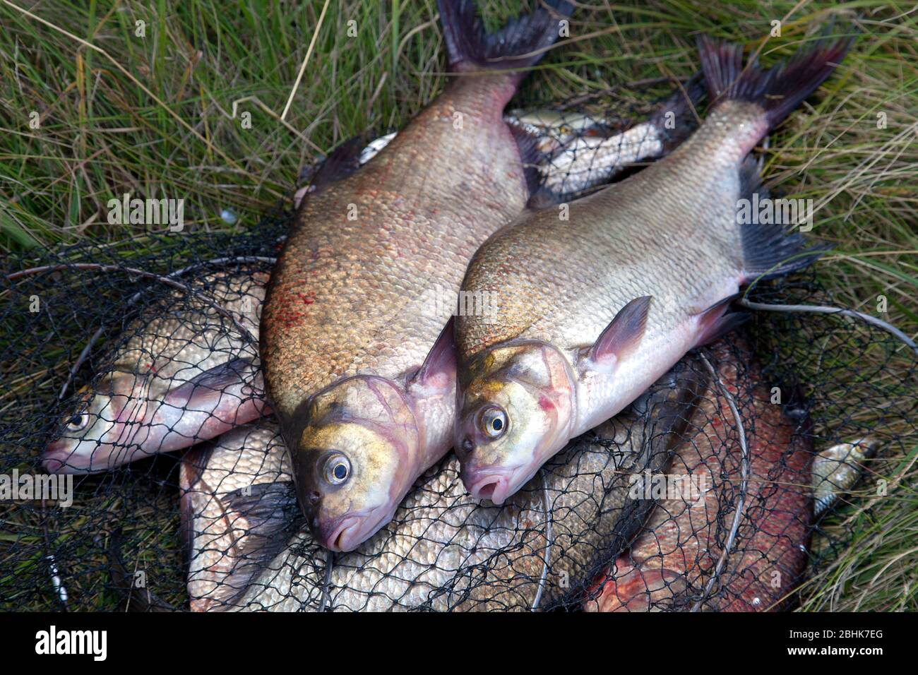 Good catch. Close up view of just taken from the water big freshwater ...