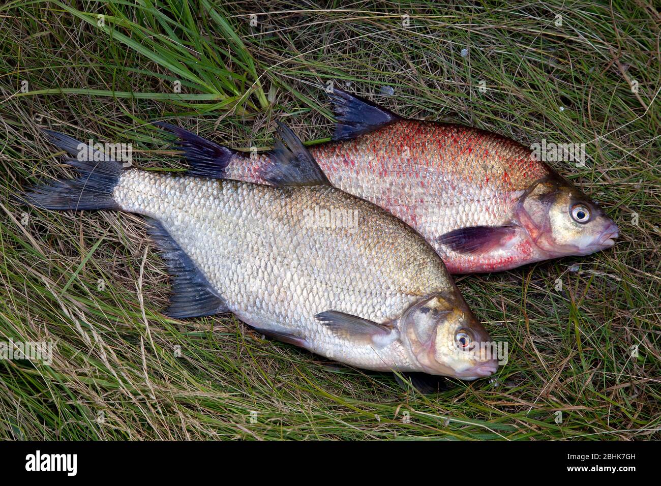 Good catch. Just taken from the water big freshwater common bream known ...