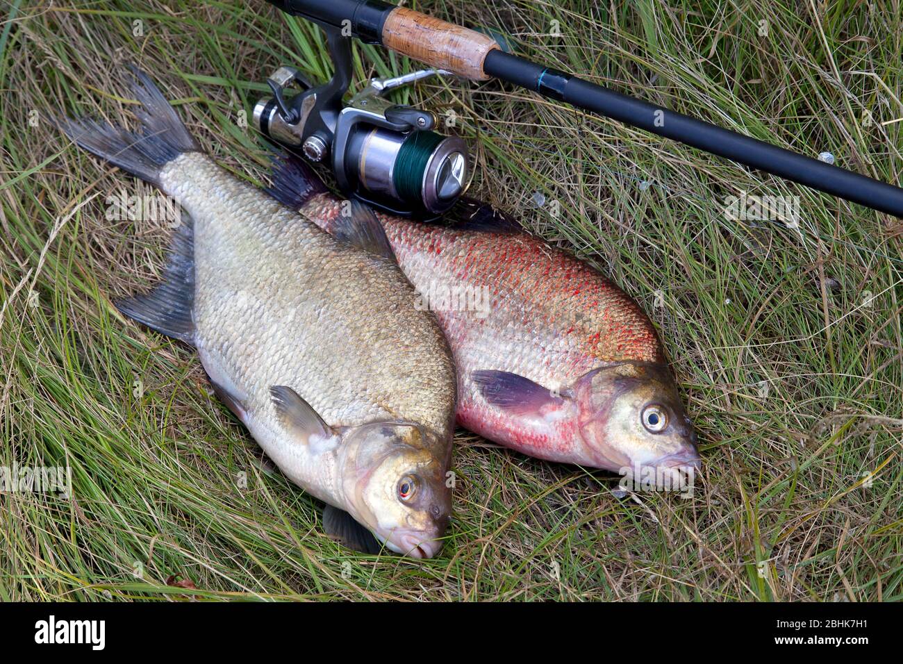 Good catch. Just taken from the water big freshwater common bream known ...