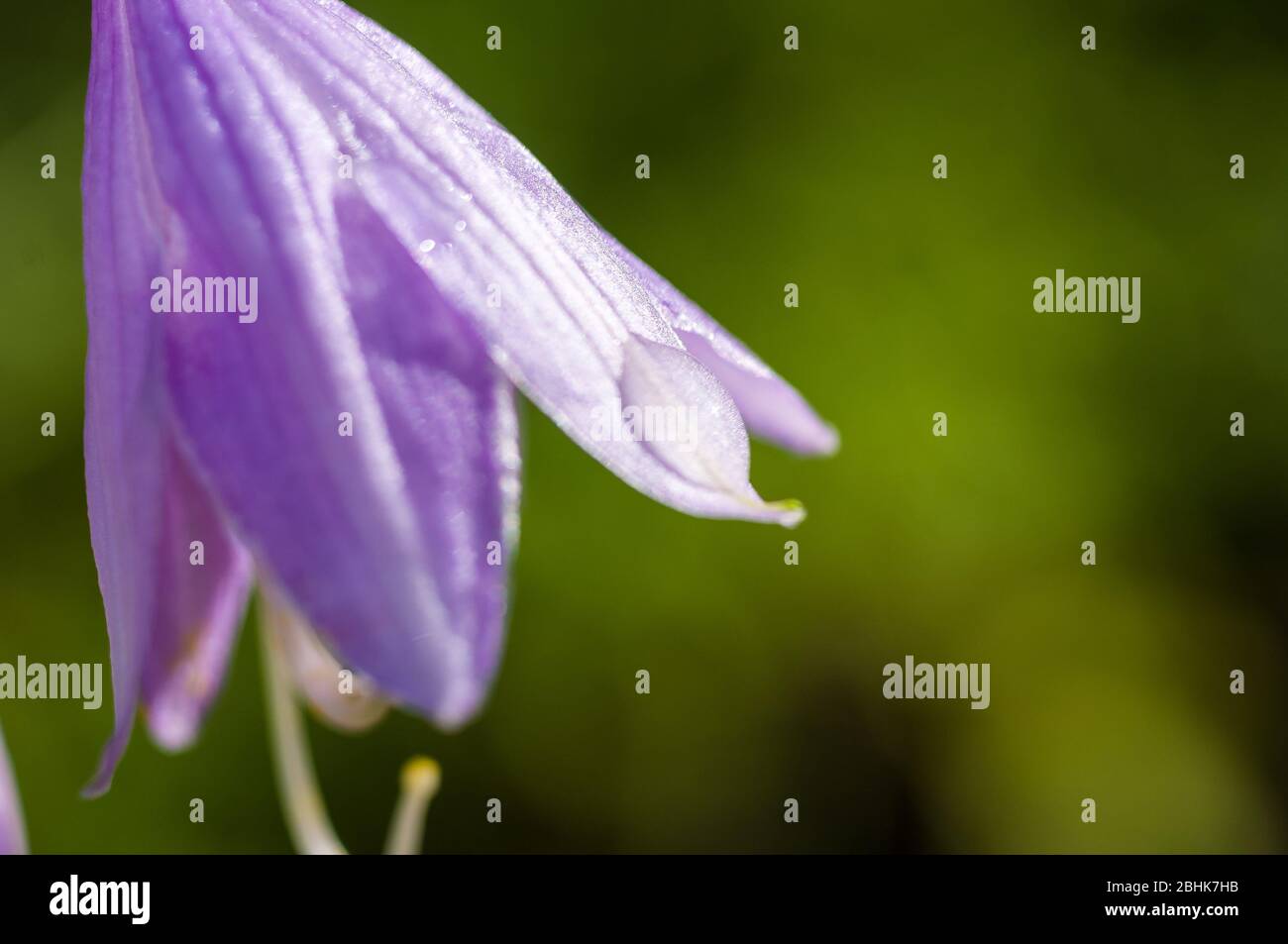 Purple hosta hi-res stock photography and images - Alamy