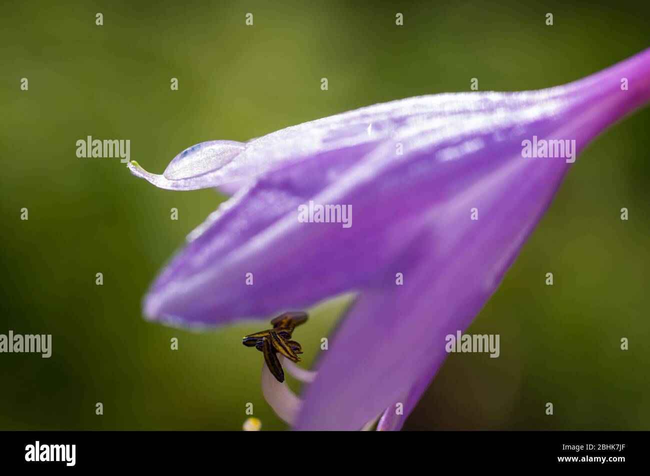 Purple hosta hi-res stock photography and images - Alamy