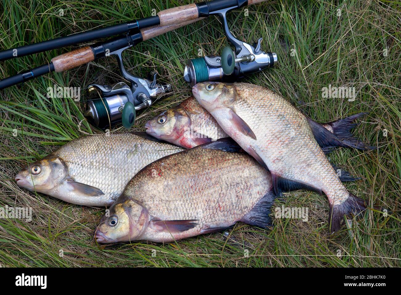 Good catch. Close up view of just taken from the water big freshwater ...
