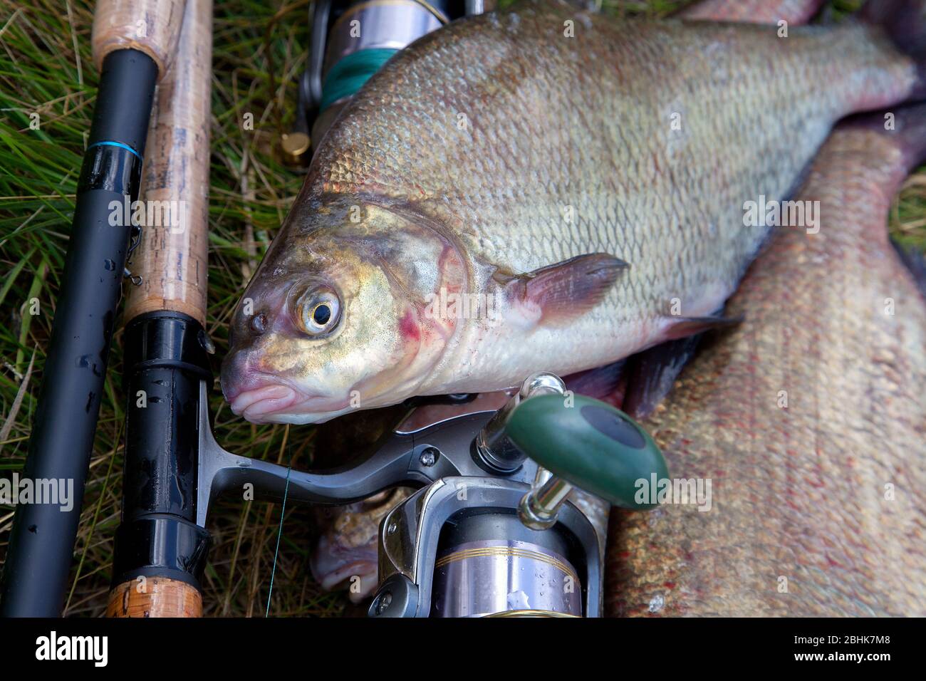 Good catch. Close up view of just taken from the water big freshwater ...