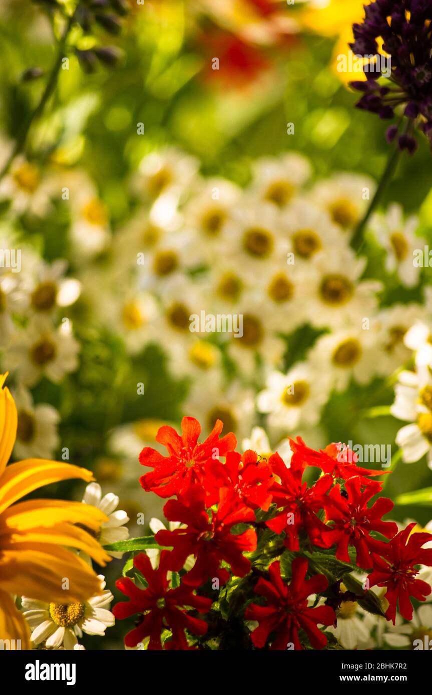 a bouquet of bright spring flowers of various types Stock Photo - Alamy
