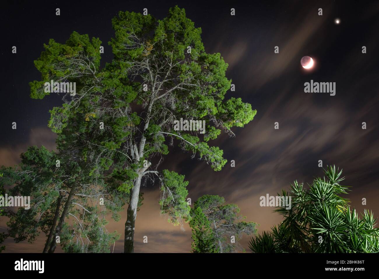 night landscape with trees and moon crescent. tall tree in the night ...