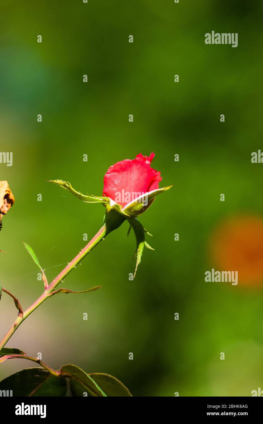 Selective color roses hi-res stock photography and images - Alamy