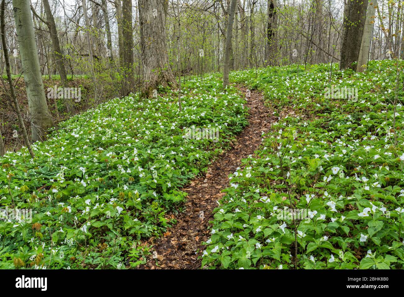 Michigan native wild flower hi-res stock photography and images - Alamy