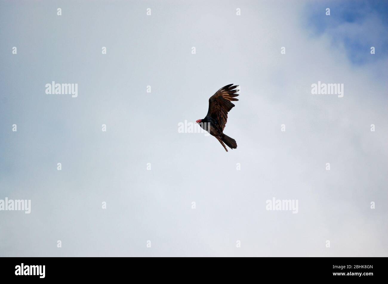 Wild turkey flying hi-res stock photography and images - Alamy