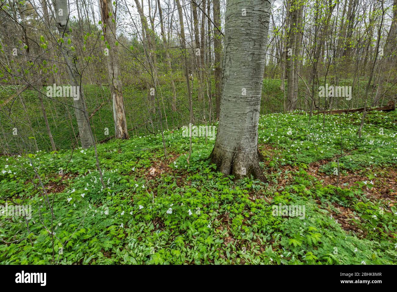 Michigan wildflowers hi-res stock photography and images - Alamy