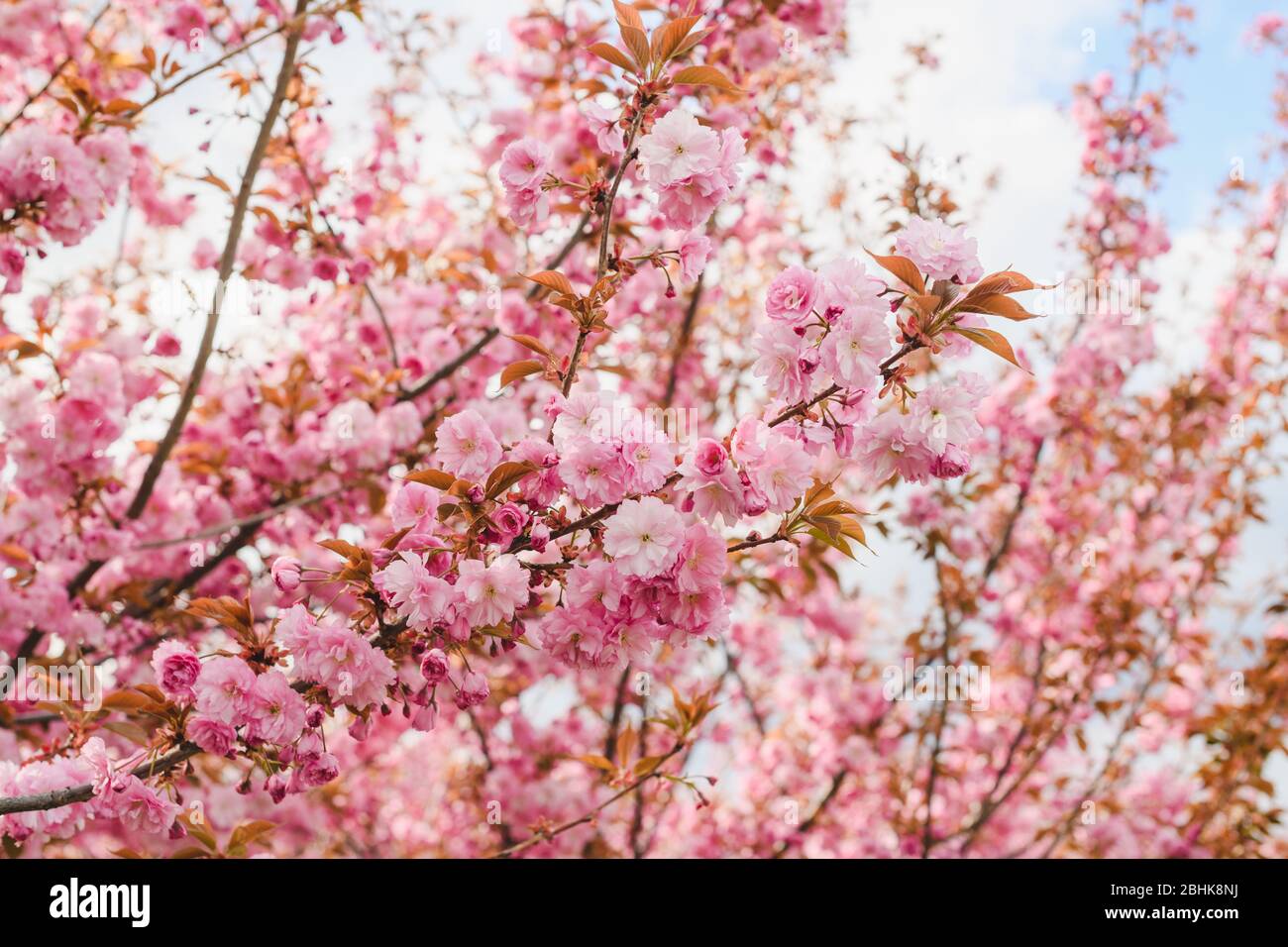 Spring blossom background, sakura cherry tree branches with beautiful pink flowers and yellow ...