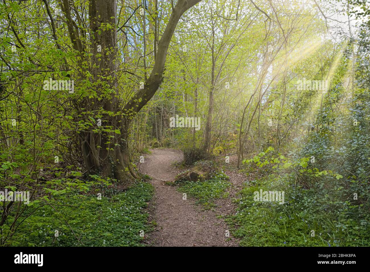 The magic of Perceton woods at spring time with morning sun reflecting ...