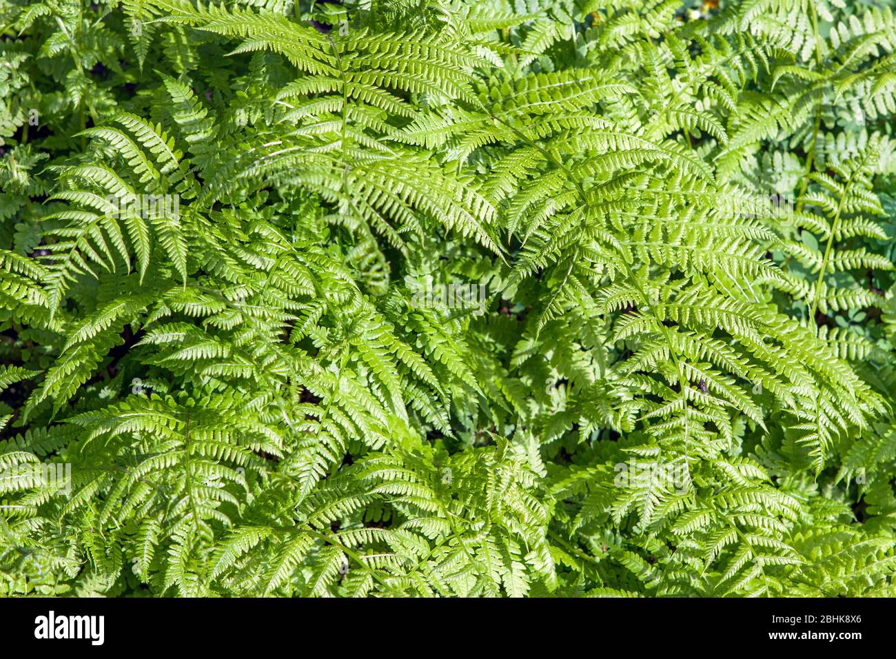 Bright green fern fill the frame forming nice mono color background ...