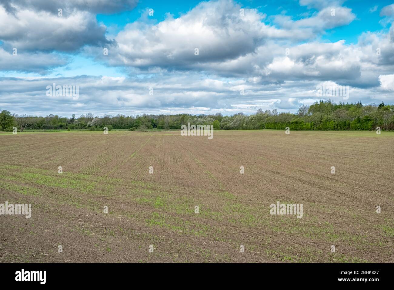 Newly planted fields at Perceton Irvine Scotland looking over typical ...