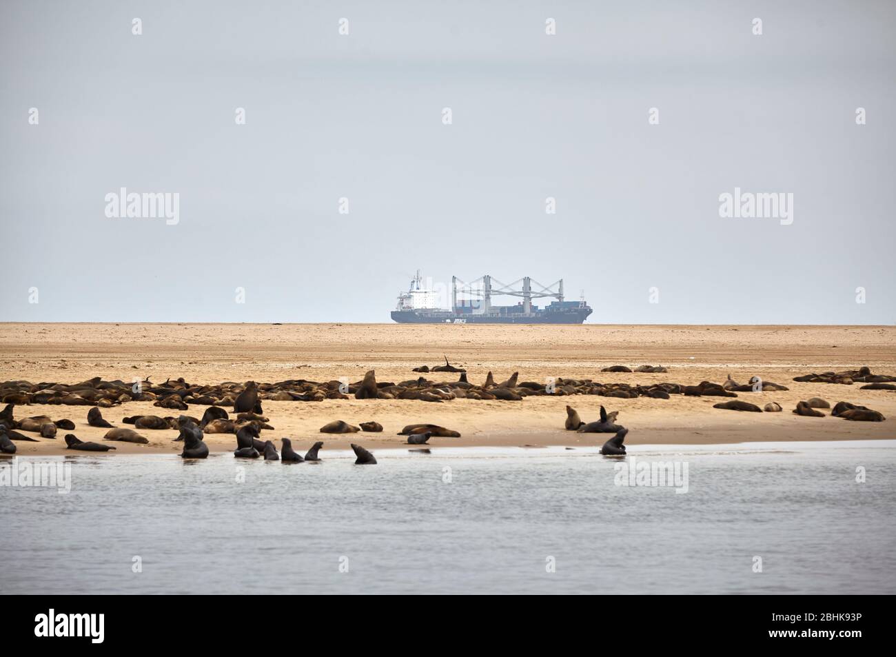 A container vessel passes the sand bank with a seal colony Stock Photo ...