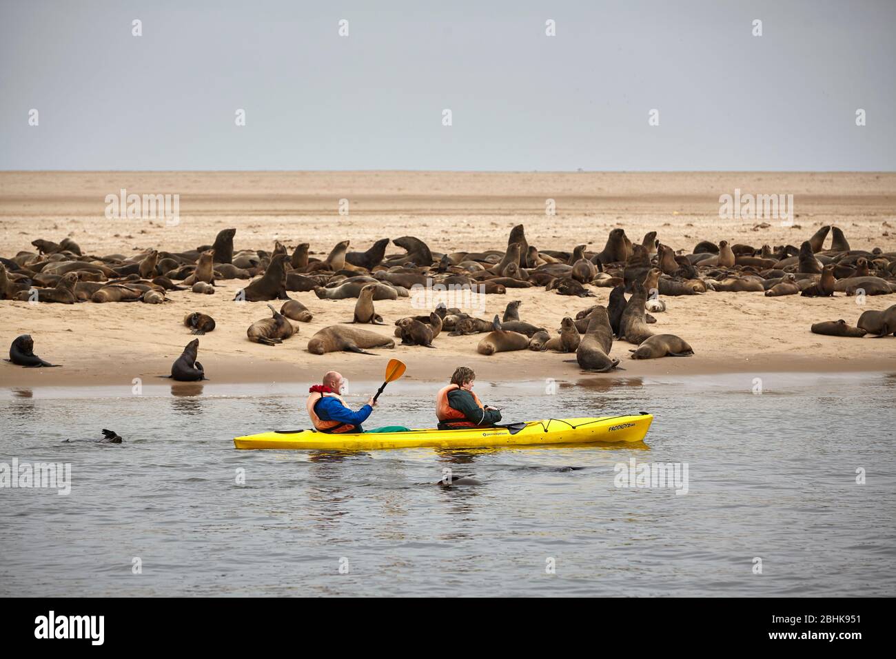 Namibia walvis bay seal colony hi-res stock photography and images - Alamy