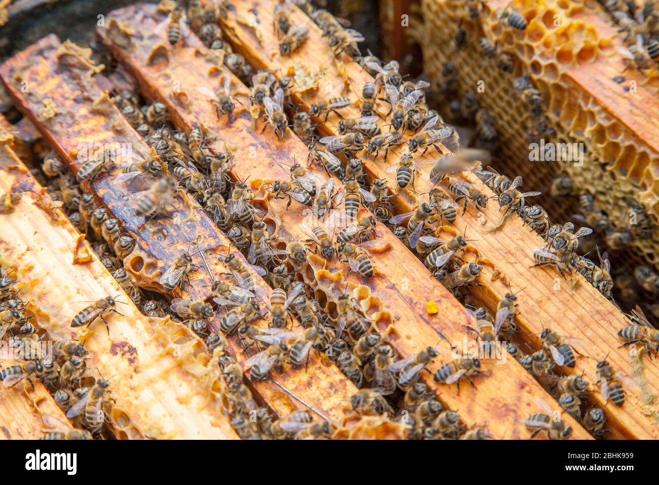 Frames of a beehive. Close up view of the opened hive body showing the ...