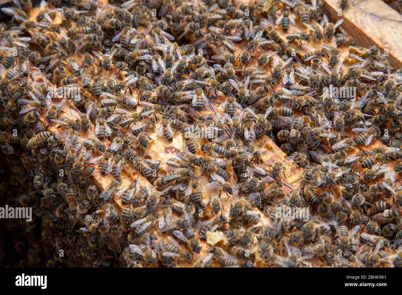 Frames of a beehive. Close up view of the opened hive body showing the ...