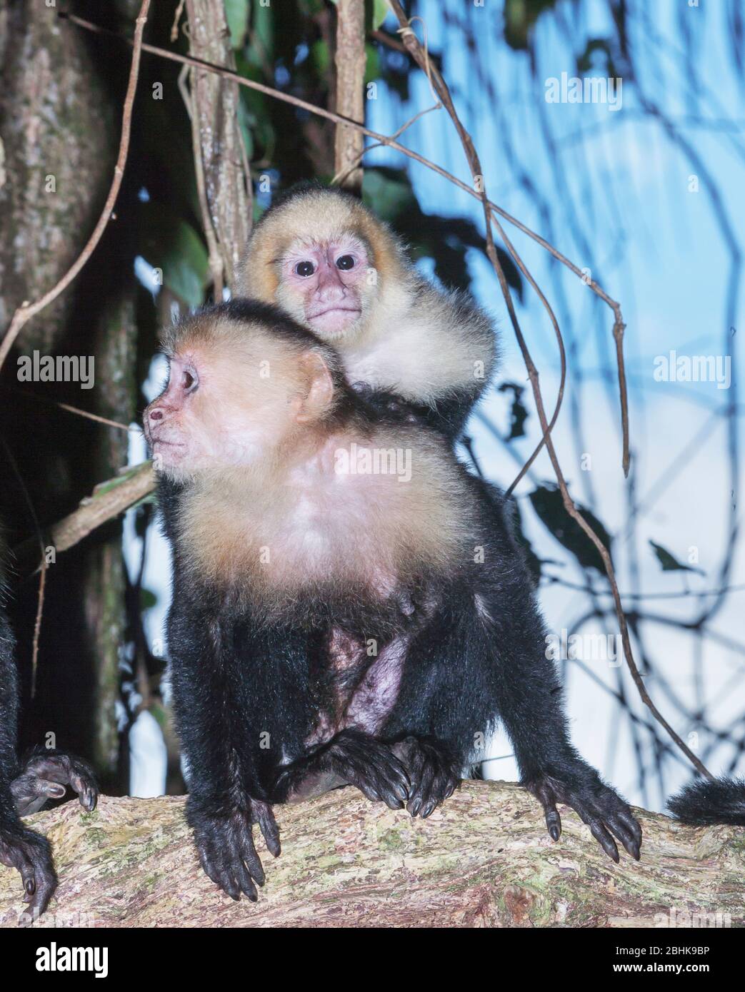 White-faced capuchin monkey (Cebus capucinus) carries her young on her ...