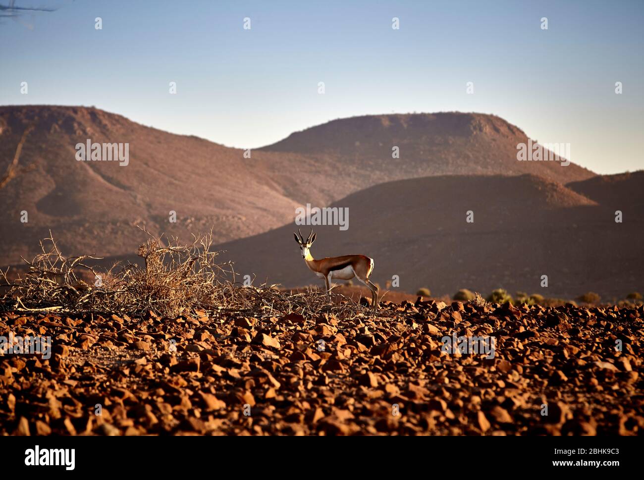 A springbok in the Palmwag Concession an animal reservation in the ...